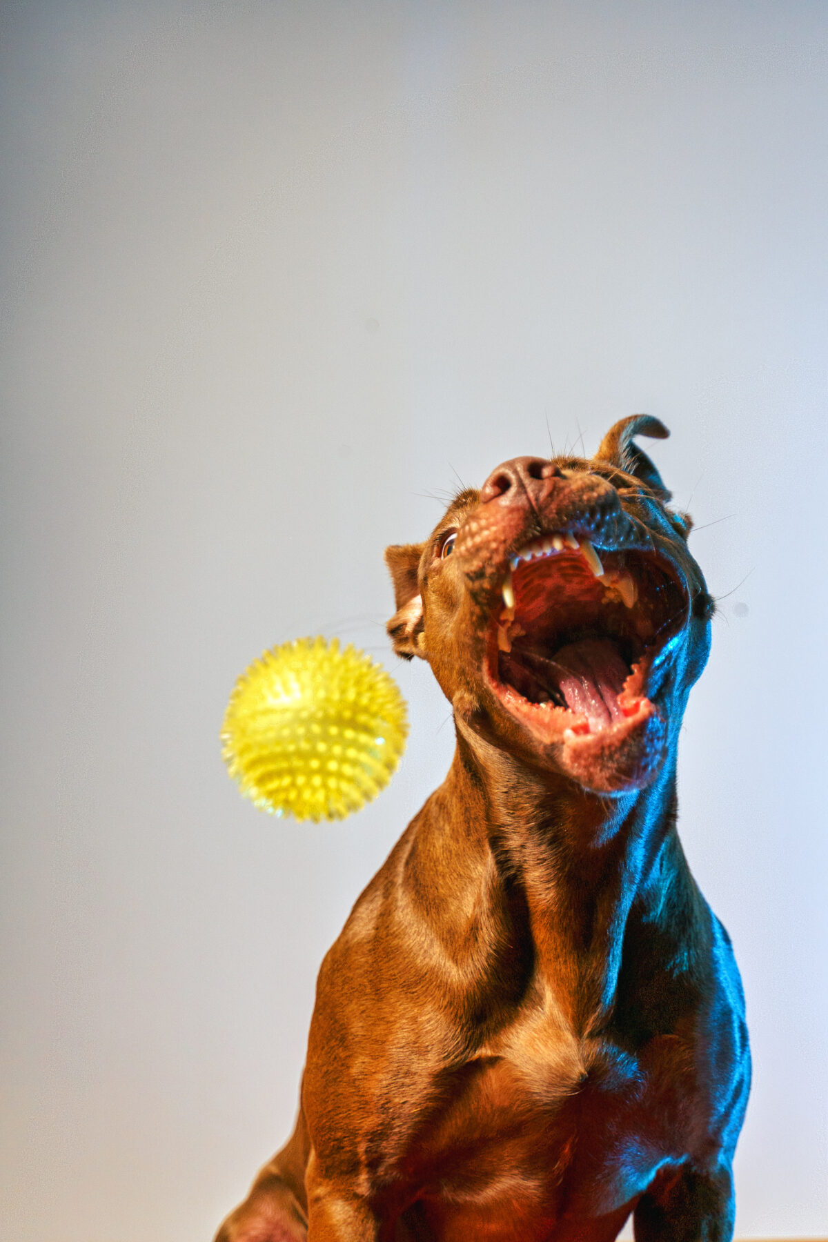 Cerberus Photography - Cerberus Media